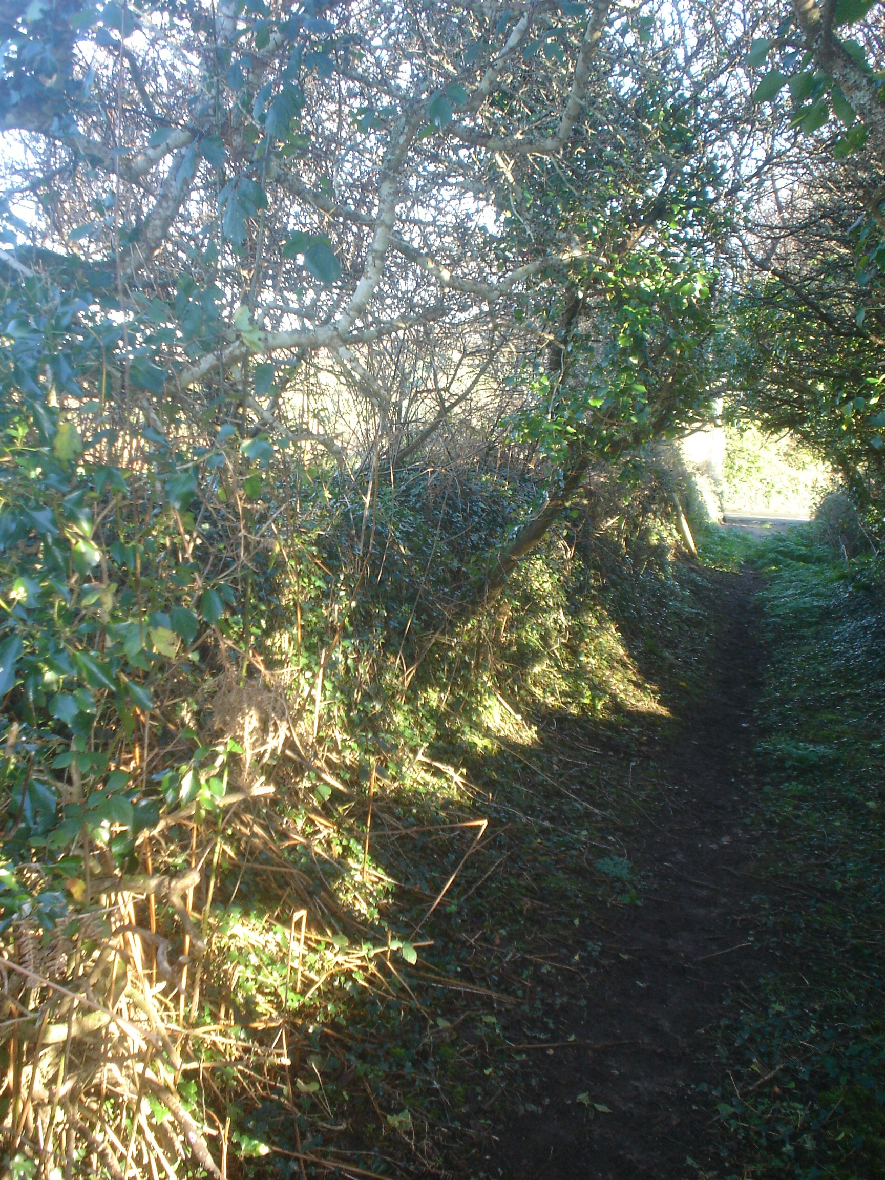 The Great Cornish Hedges Survey! | Let's Talk Cornwall