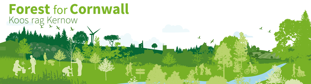 Forest for Cornwall | Let's Talk Cornwall