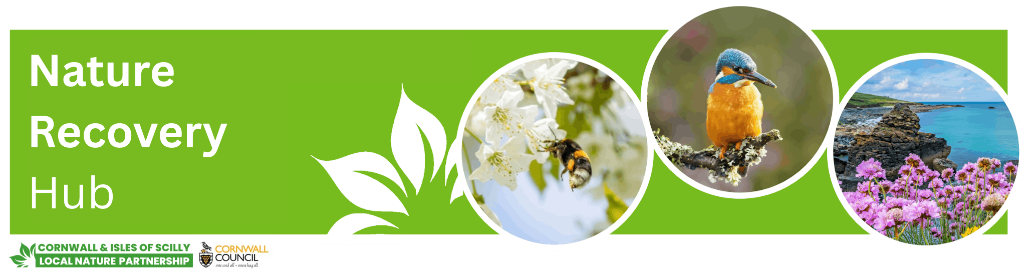Nature Recovery Hub | Let's Talk Cornwall