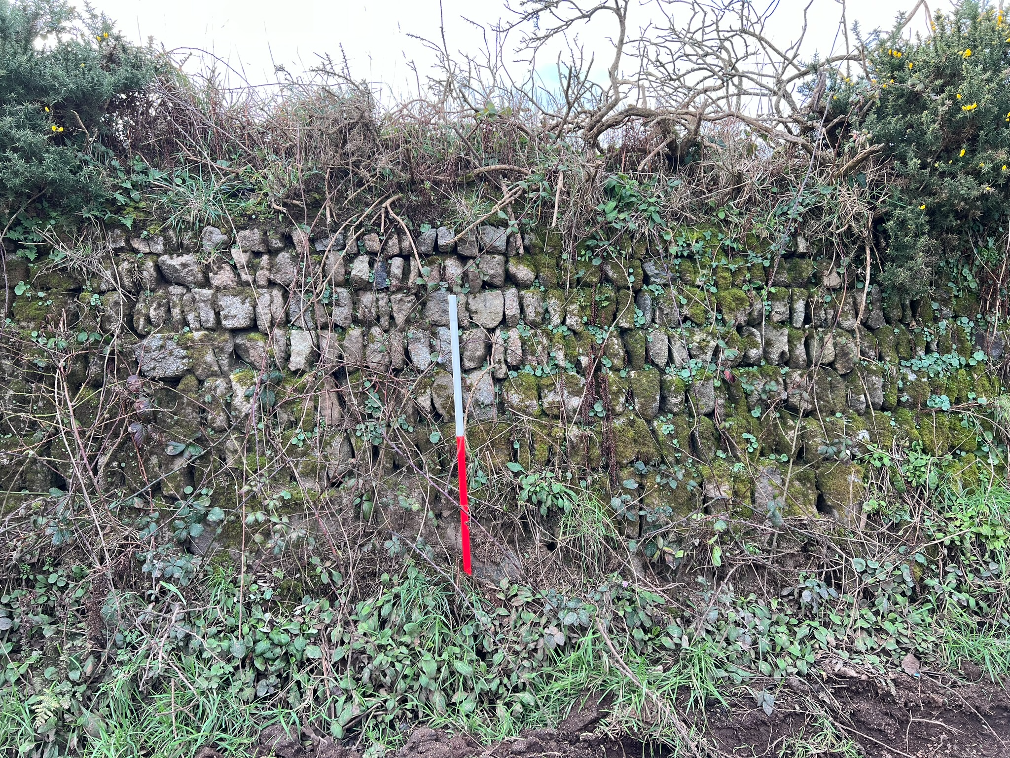 The Great Cornish Hedges Survey! | Let's Talk Cornwall
