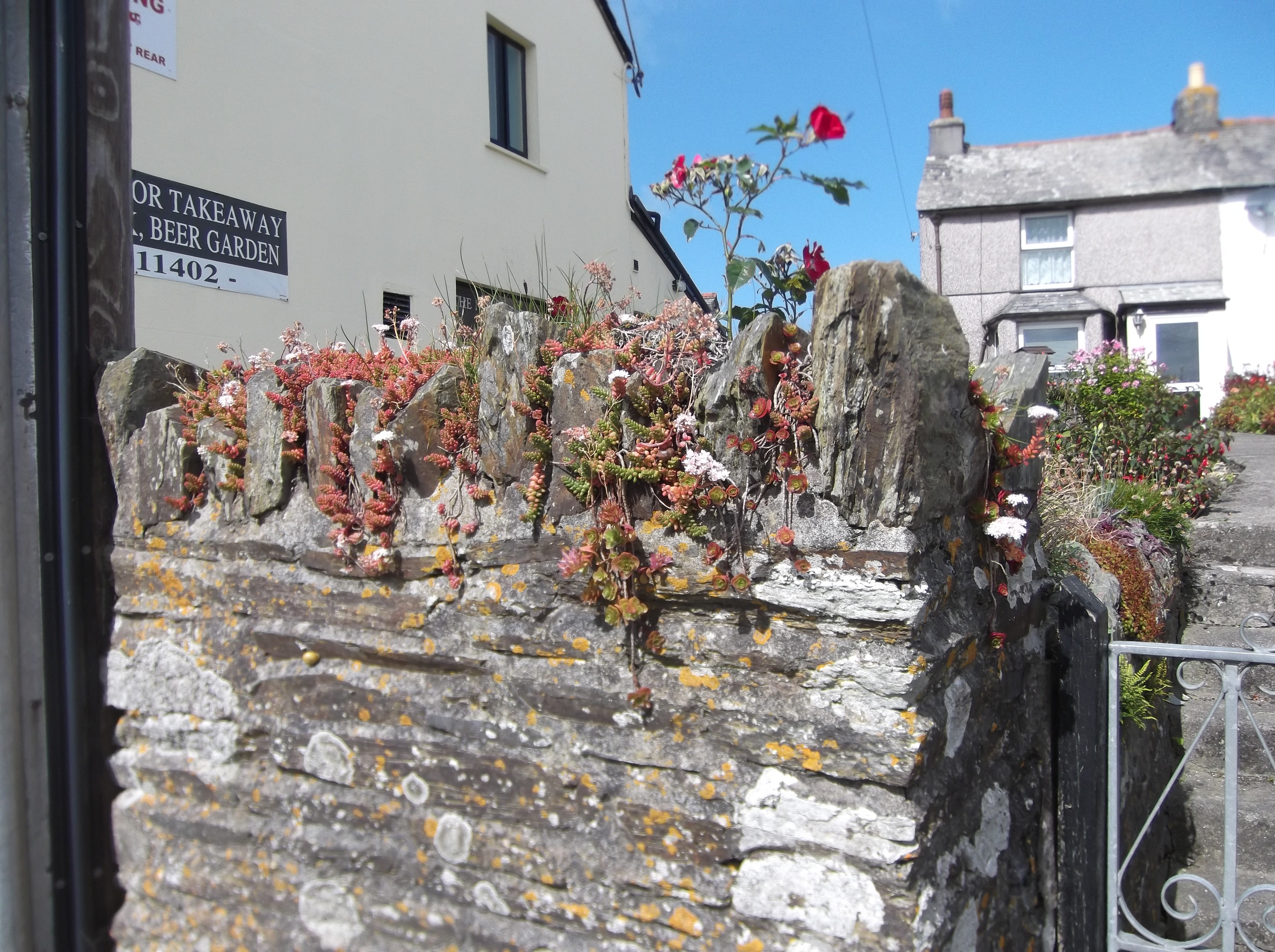 The Great Cornish Hedges Survey! | Let's Talk Cornwall