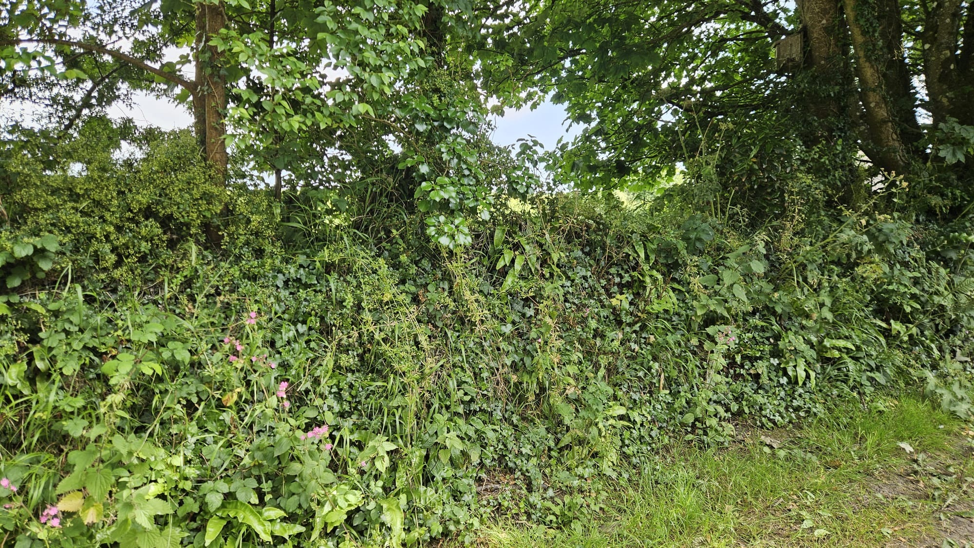 The Great Cornish Hedges Survey! | Let's Talk Cornwall