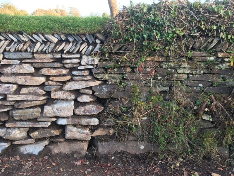 The Great Cornish Hedges Survey! | Let's Talk Cornwall