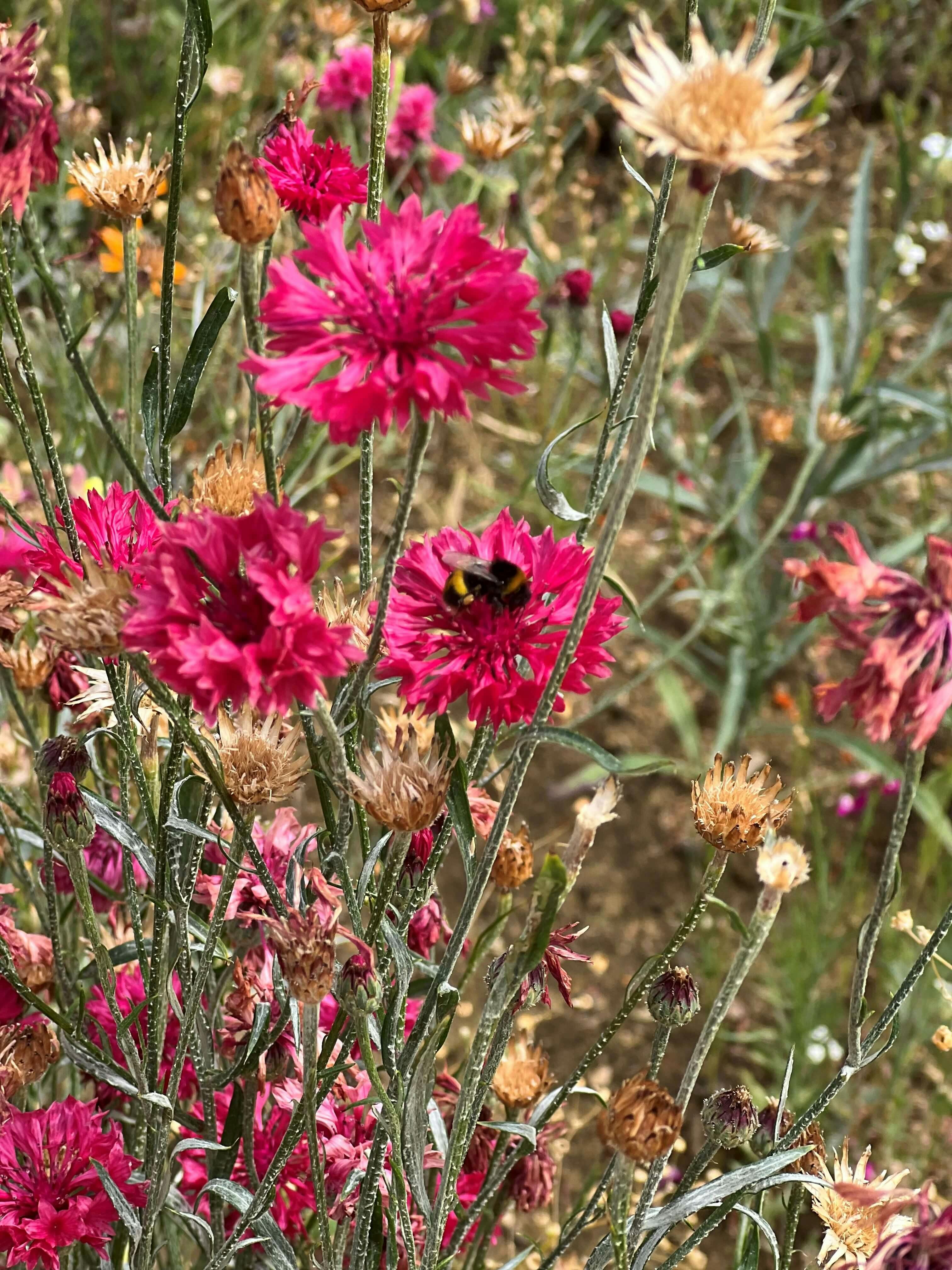 Gallery | Wirral Pollinator Strategy Consultation | Have your say Wirral