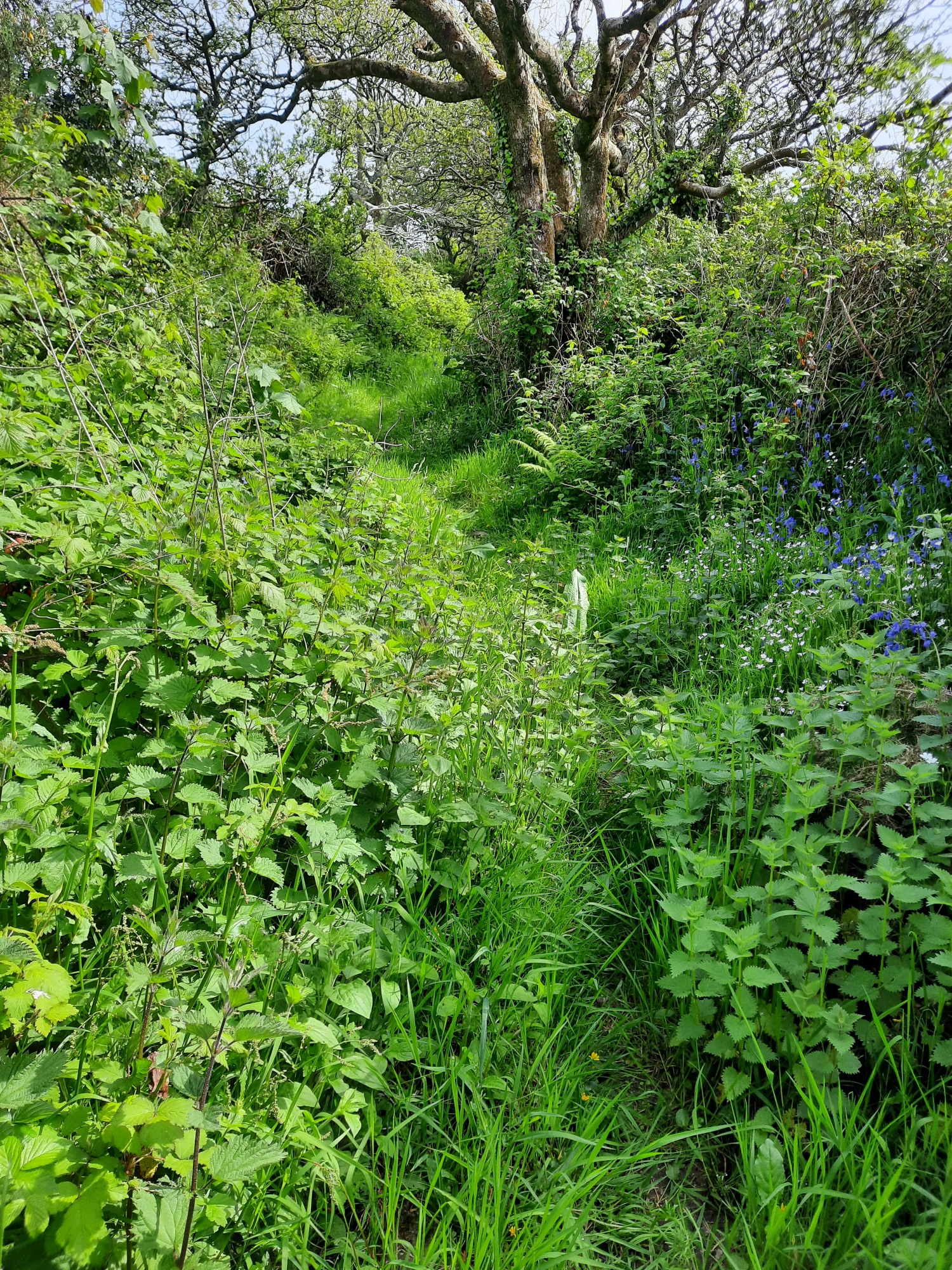 The Great Cornish Hedges Survey! | Let's Talk Cornwall
