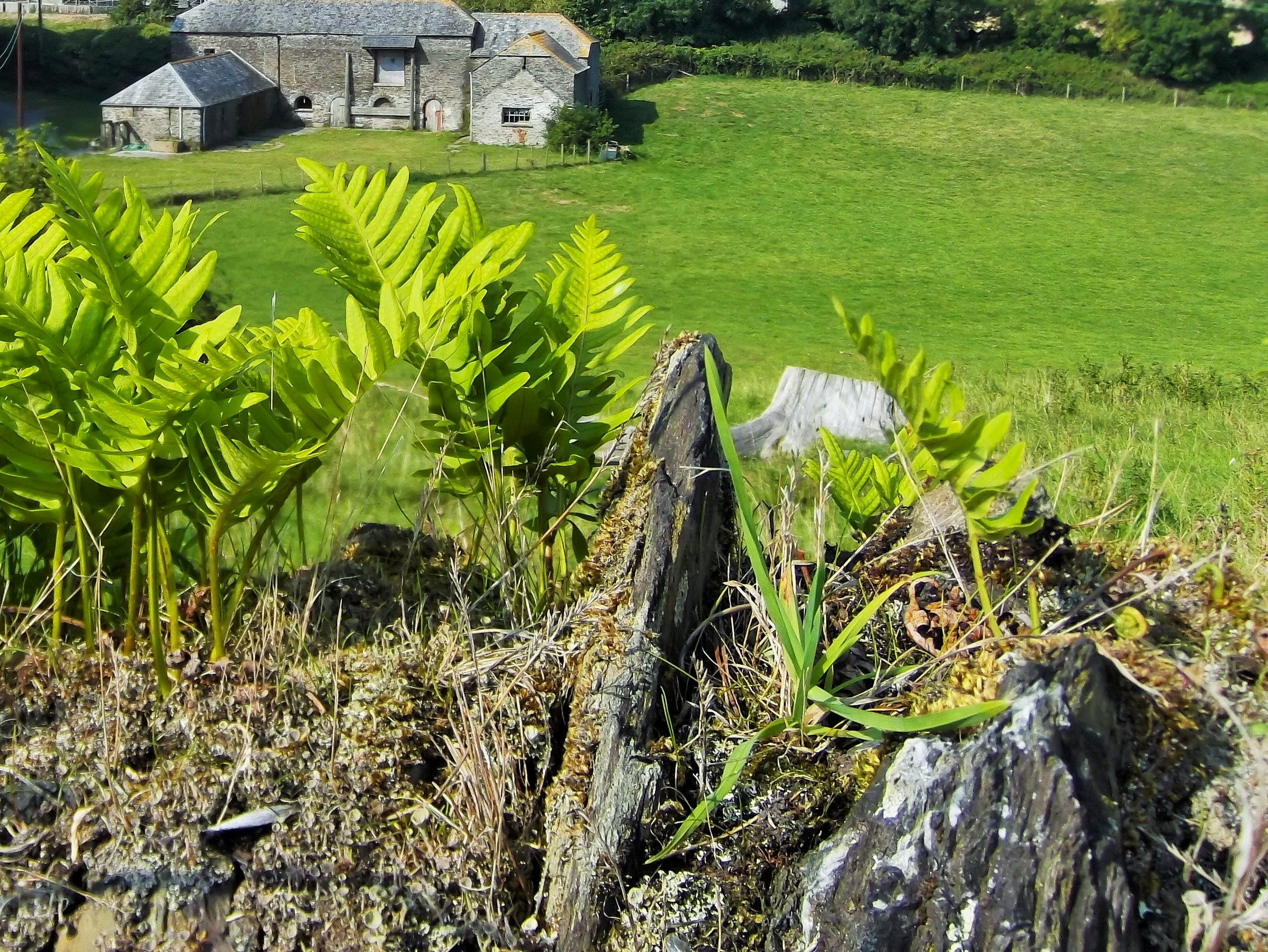 The Great Cornish Hedges Survey! | Let's Talk Cornwall