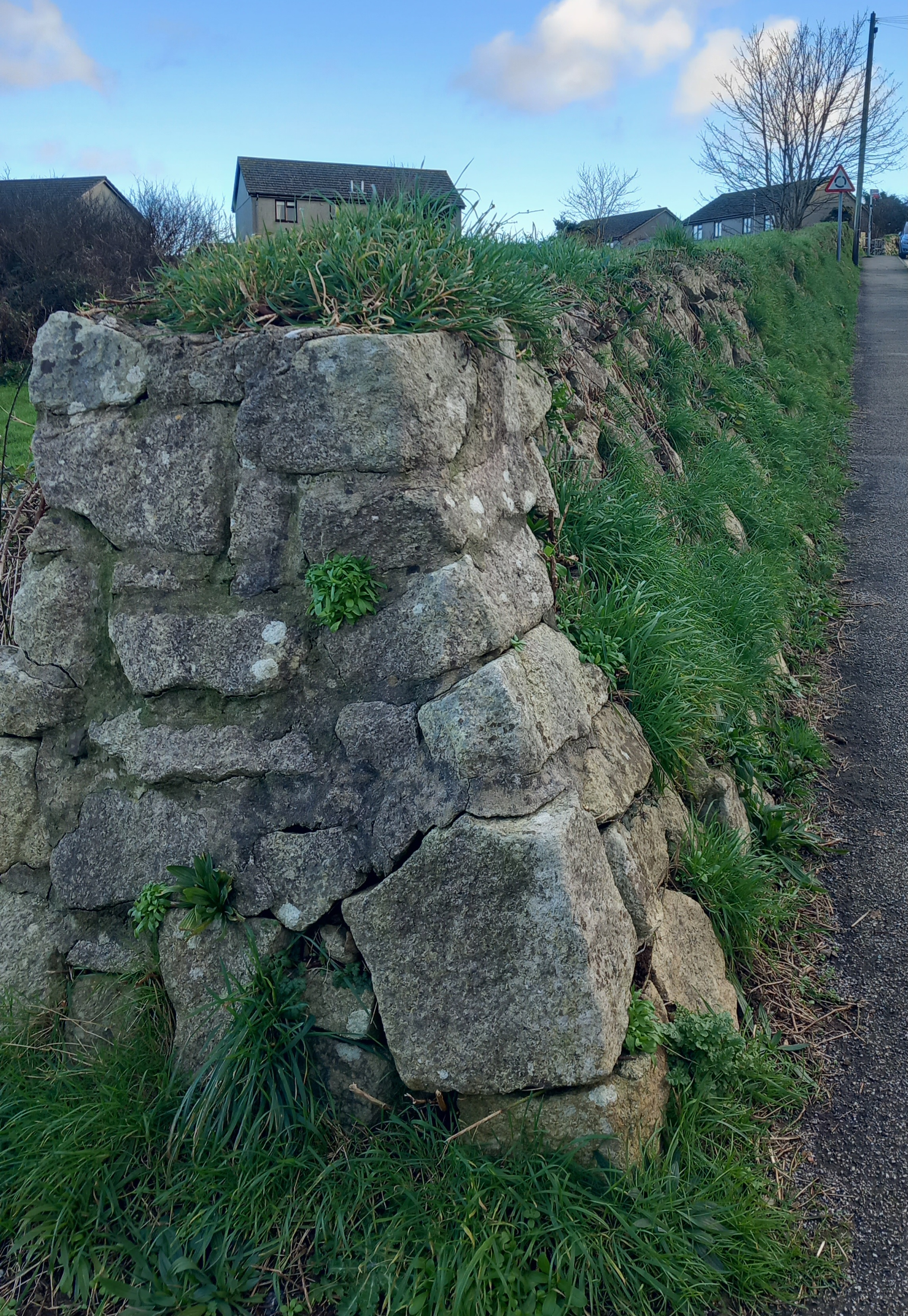 The Great Cornish Hedges Survey! | Let's Talk Cornwall