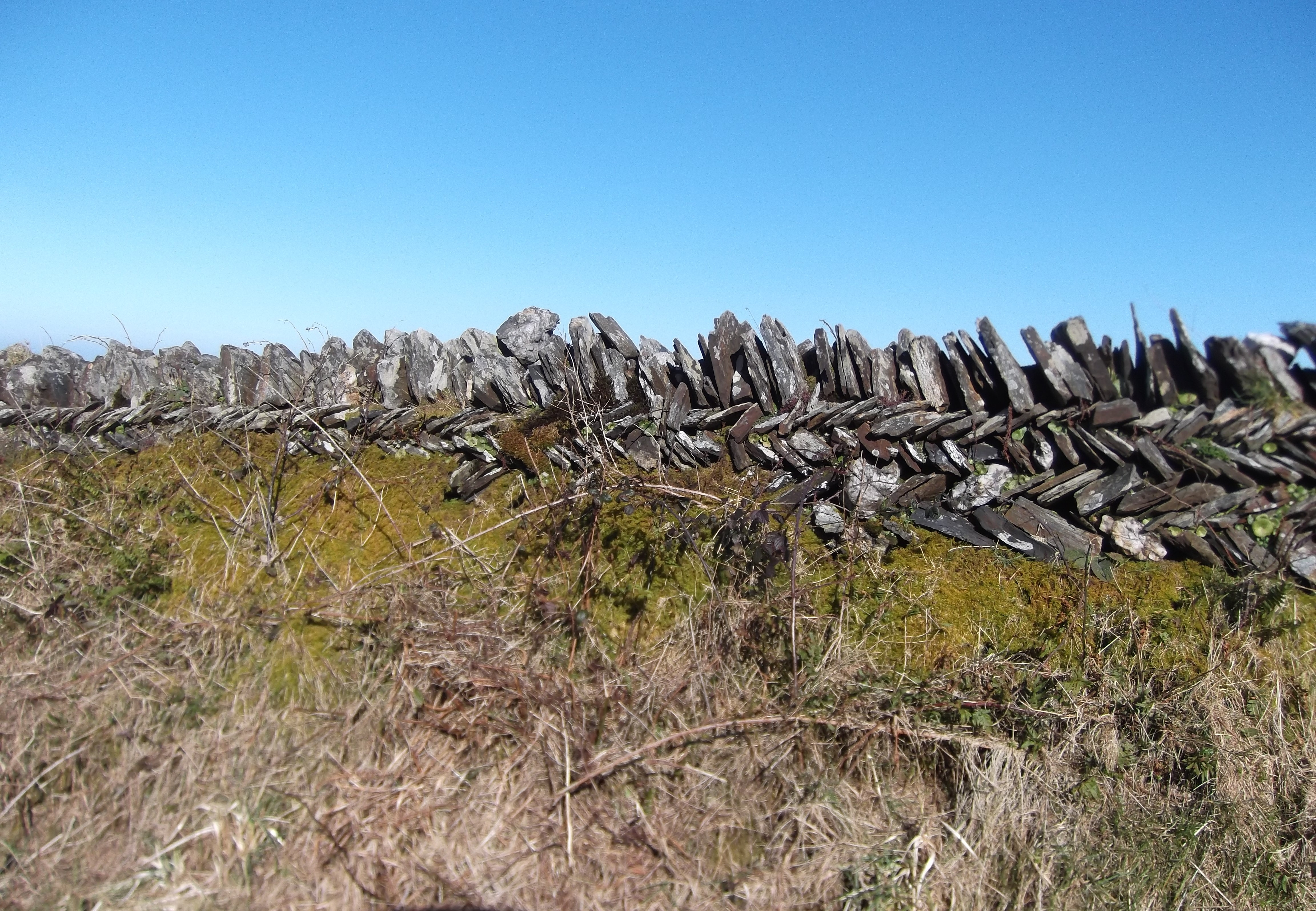 The Great Cornish Hedges Survey! | Let's Talk Cornwall